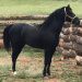 Smoky Grulla & Morgan Stallions WY