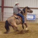 Smoky Grulla & Morgan Stallions WY