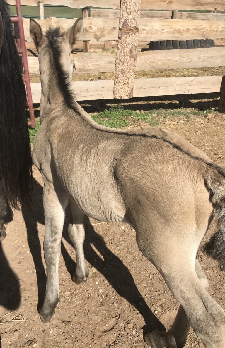 ABOUT THE DUN GENE - Bar None Morgan Ranch