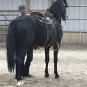 Smoky Grulla & Morgan Stallions WY