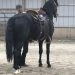 Smoky Grulla & Morgan Stallions WY