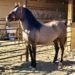 Smoky Grulla & Morgan Stallions WY