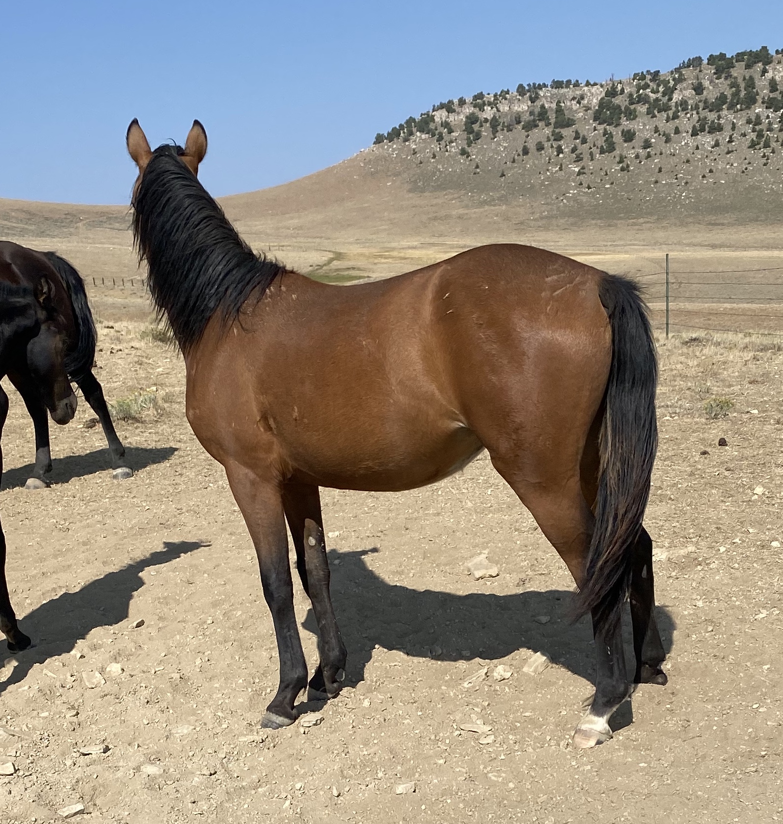 Morgan Fillies and Colts for Sale | Bar None Morgan Ranch