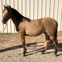 Smoky Grulla & Morgan Stallions WY