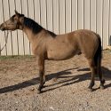 Smoky Grulla & Morgan Stallions WY