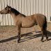 Smoky Grulla & Morgan Stallions WY