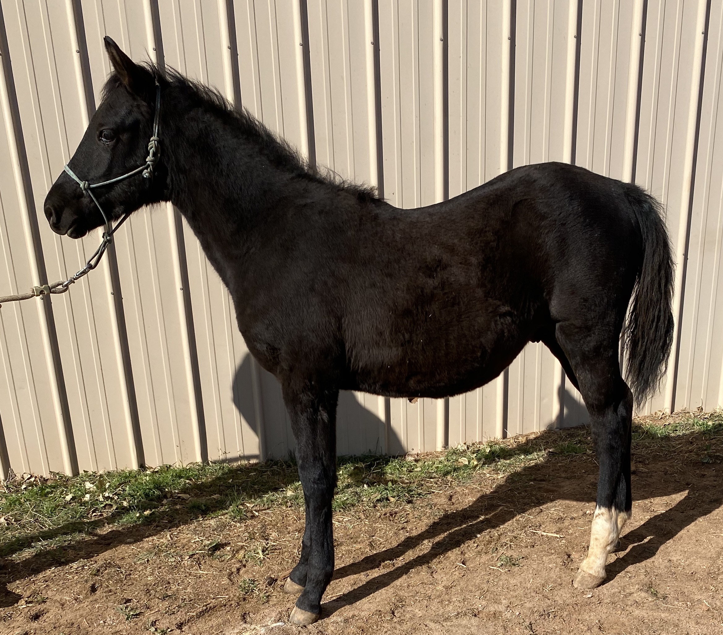 Morgan Fillies and Colts for Sale | Bar None Morgan Ranch