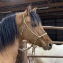 Smoky Grulla & Morgan Stallions WY