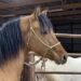 Smoky Grulla & Morgan Stallions WY
