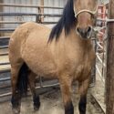 Smoky Grulla & Morgan Stallions WY