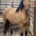 Smoky Grulla & Morgan Stallions WY