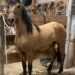 Smoky Grulla & Morgan Stallions WY